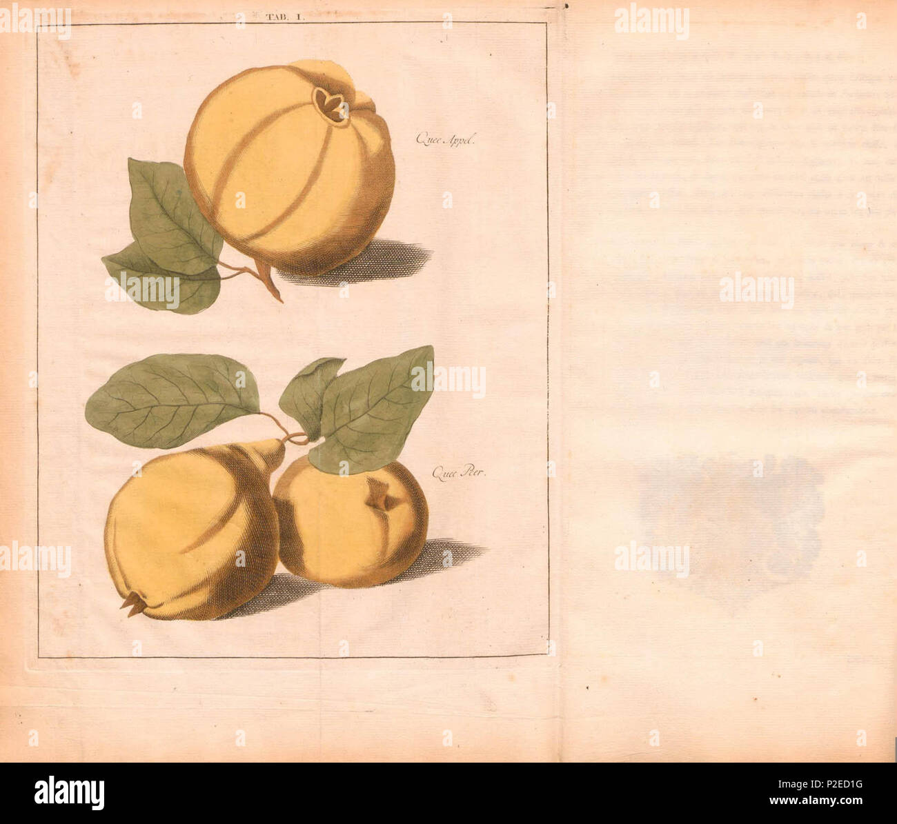 Historical Cornell University High Resolution Stock Photography and ...