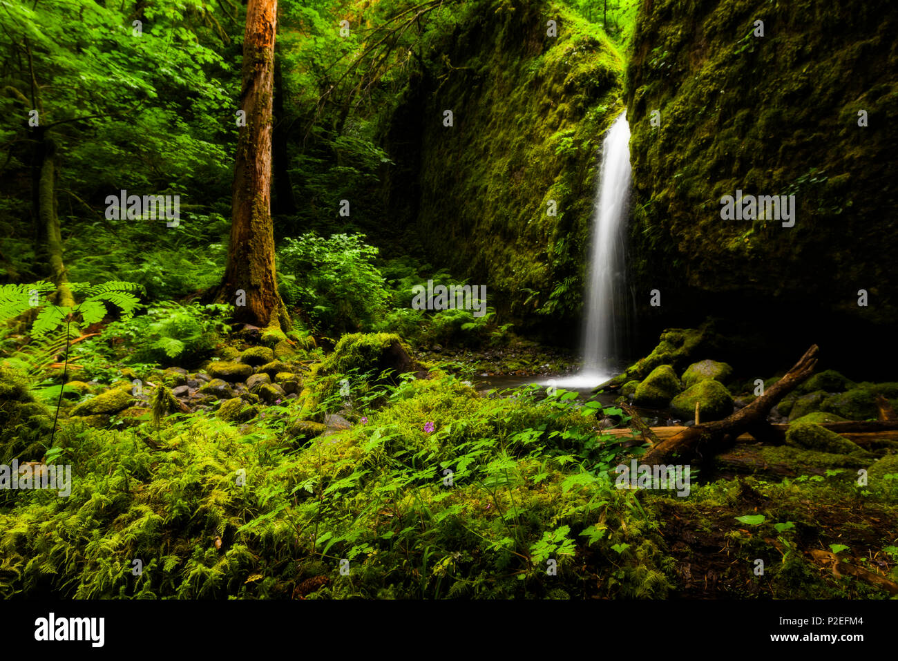 Fern Falls Falls in the Columbia River Gorge in Oregon. This is off the ...
