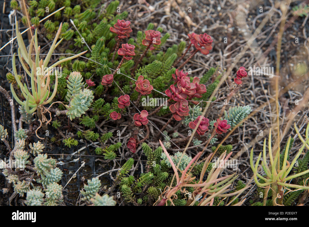 Varieties of succulents are used on the green roofs of the William A ...