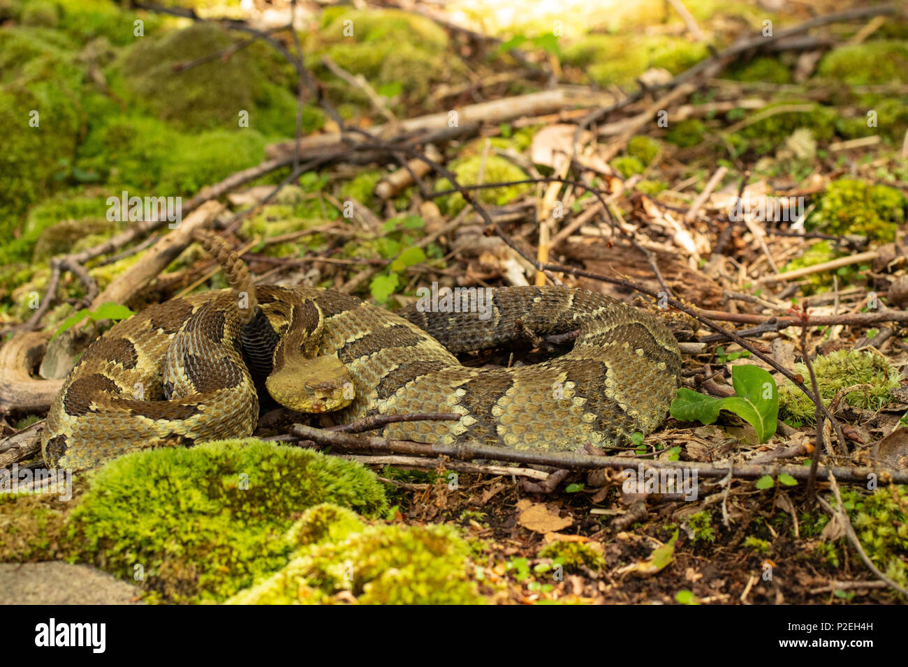 Yellow phase timber rattlesnake - Crotalus horridus Stock Photo - Alamy