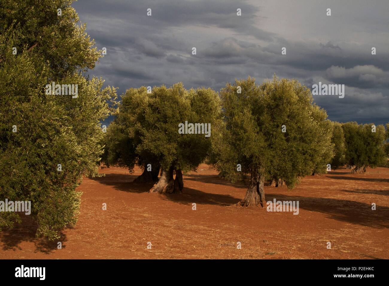 Olive trees southern italy hi-res stock photography and images - Alamy