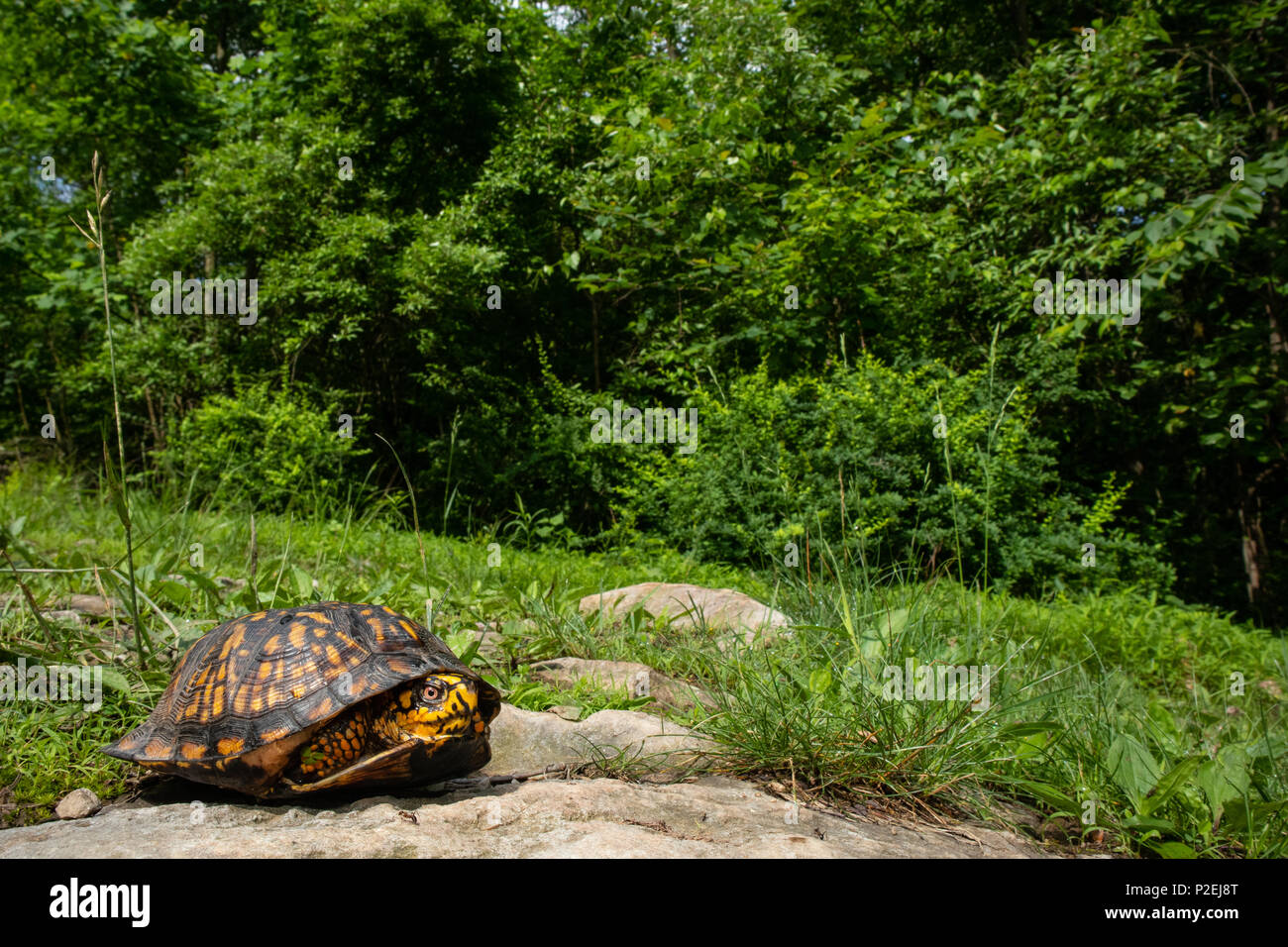 Male eastern box turtle in habitat - Terrapene carolina Stock Photo - Alamy