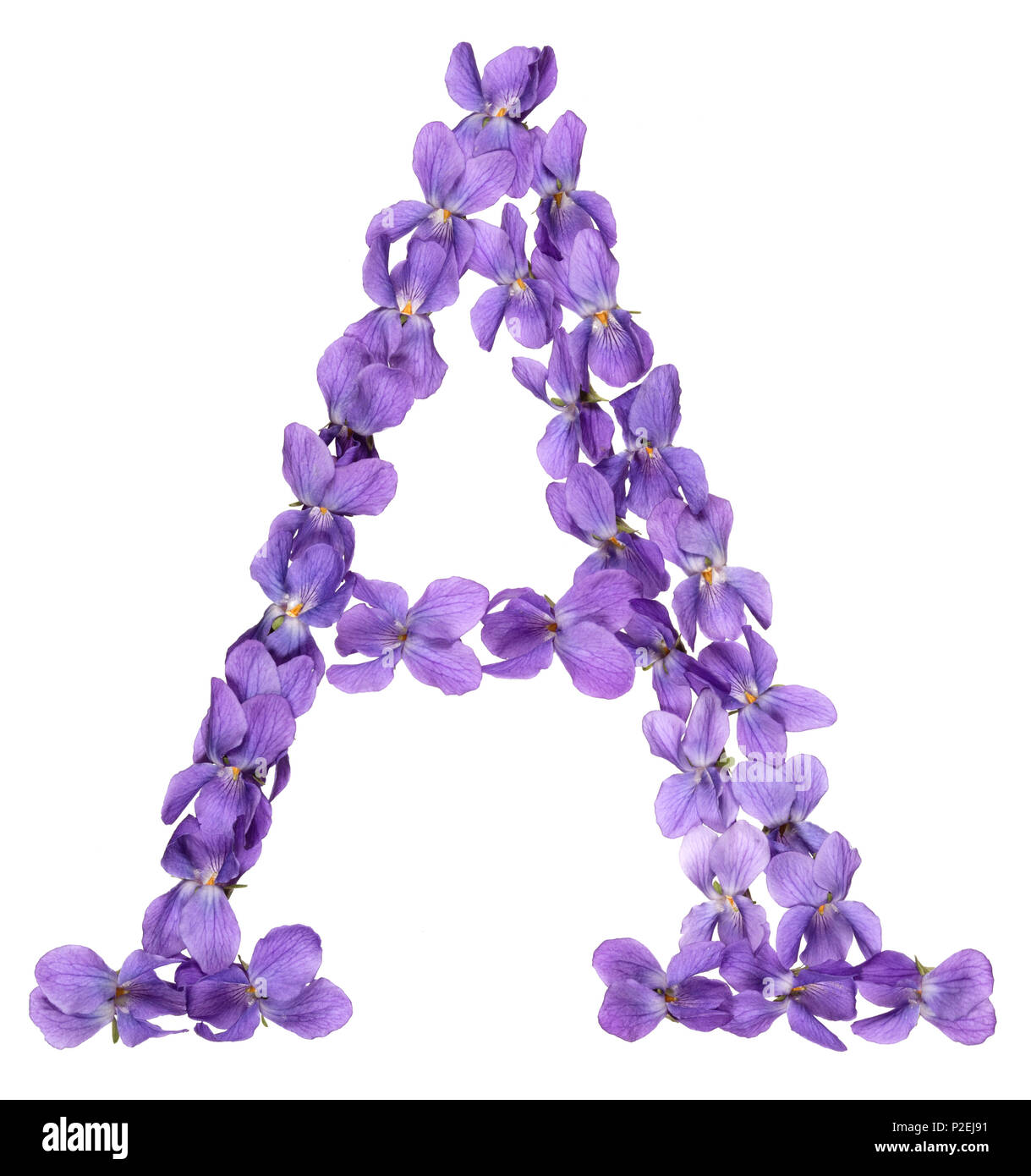 Letter A from alphabet, from flowers of violet, isolated on white ...
