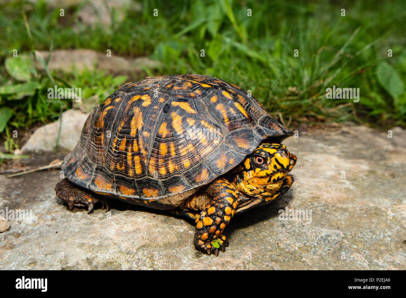 Eastern box turtle shell pattern hi-res stock photography and images ...