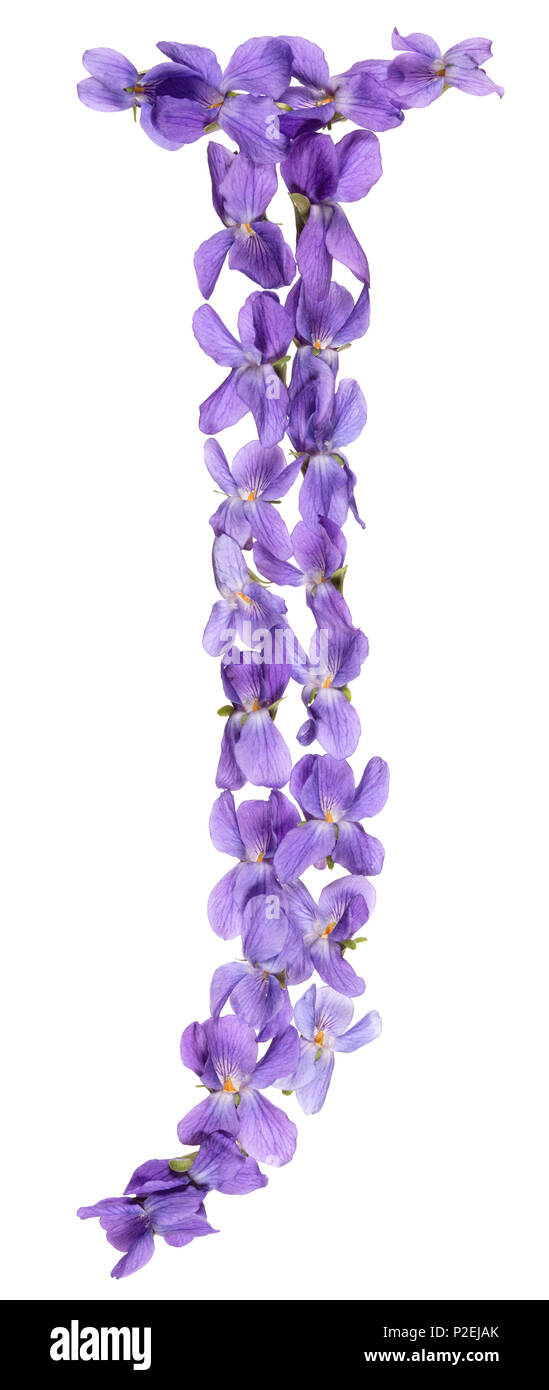 Letter J from alphabet, from flowers of violet, isolated on white ...