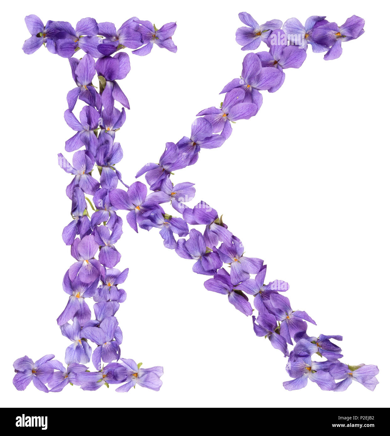 Letter K from alphabet, from flowers of violet, isolated on white ...