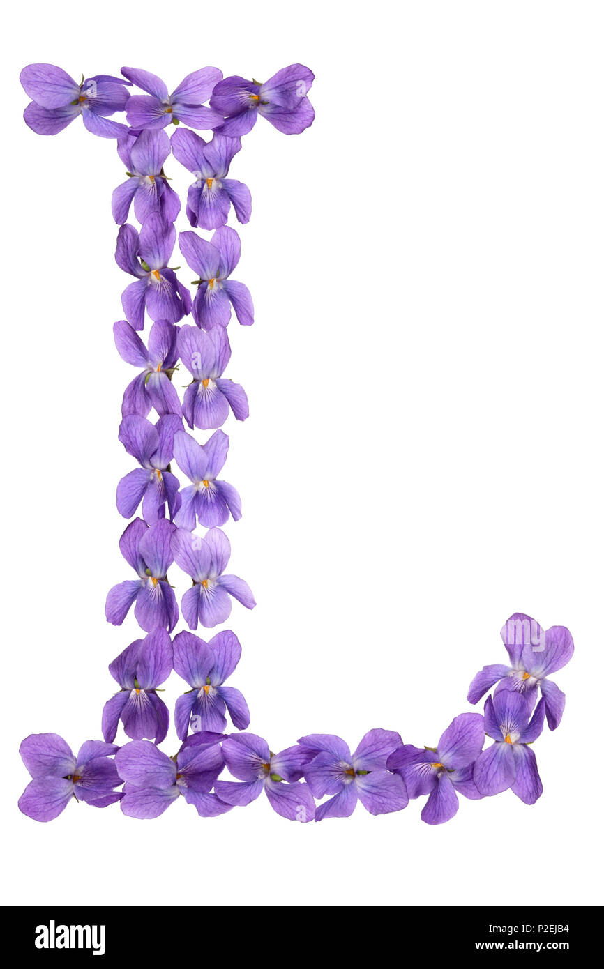 Letter L from alphabet, from flowers of violet, isolated on white ...