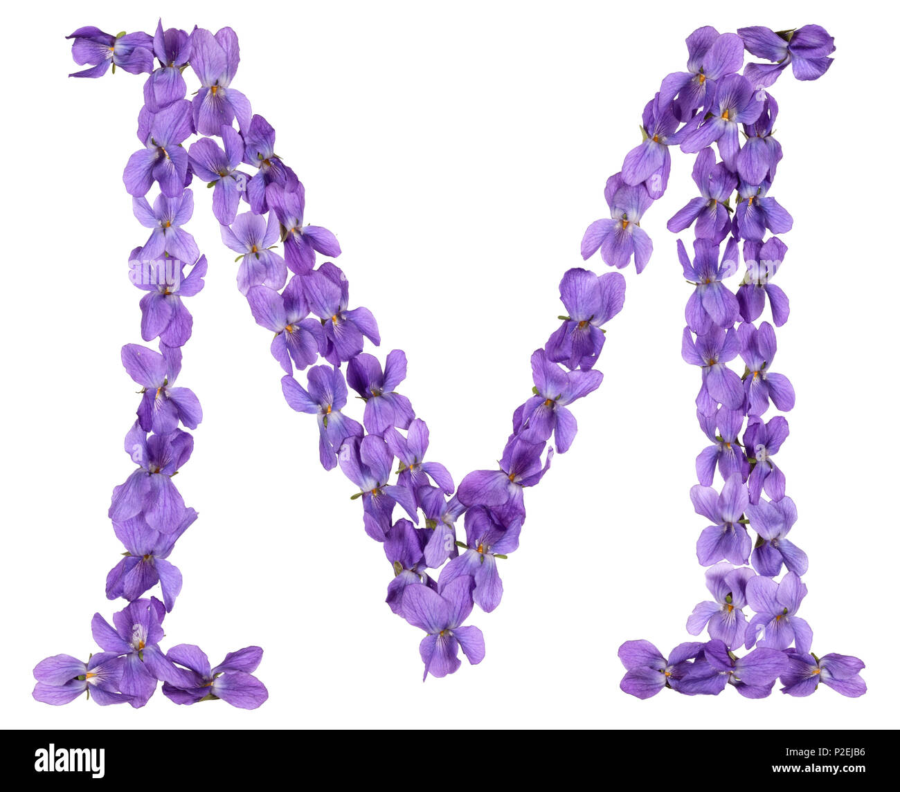 Letter M from alphabet, from flowers of violet, isolated on white ...