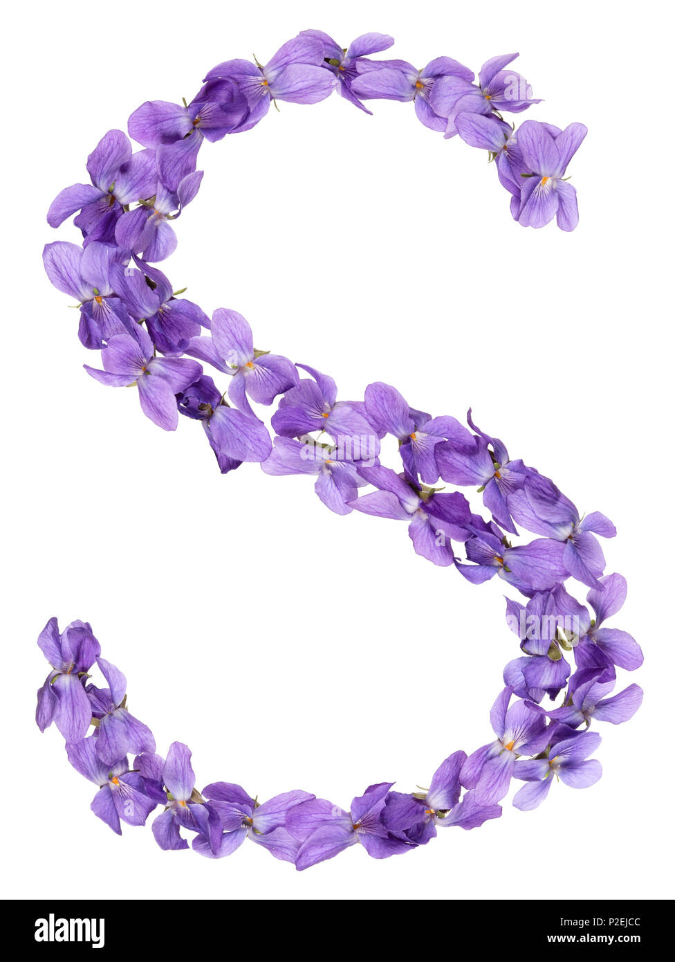 Letter S from alphabet, from flowers of violet, isolated on white ...