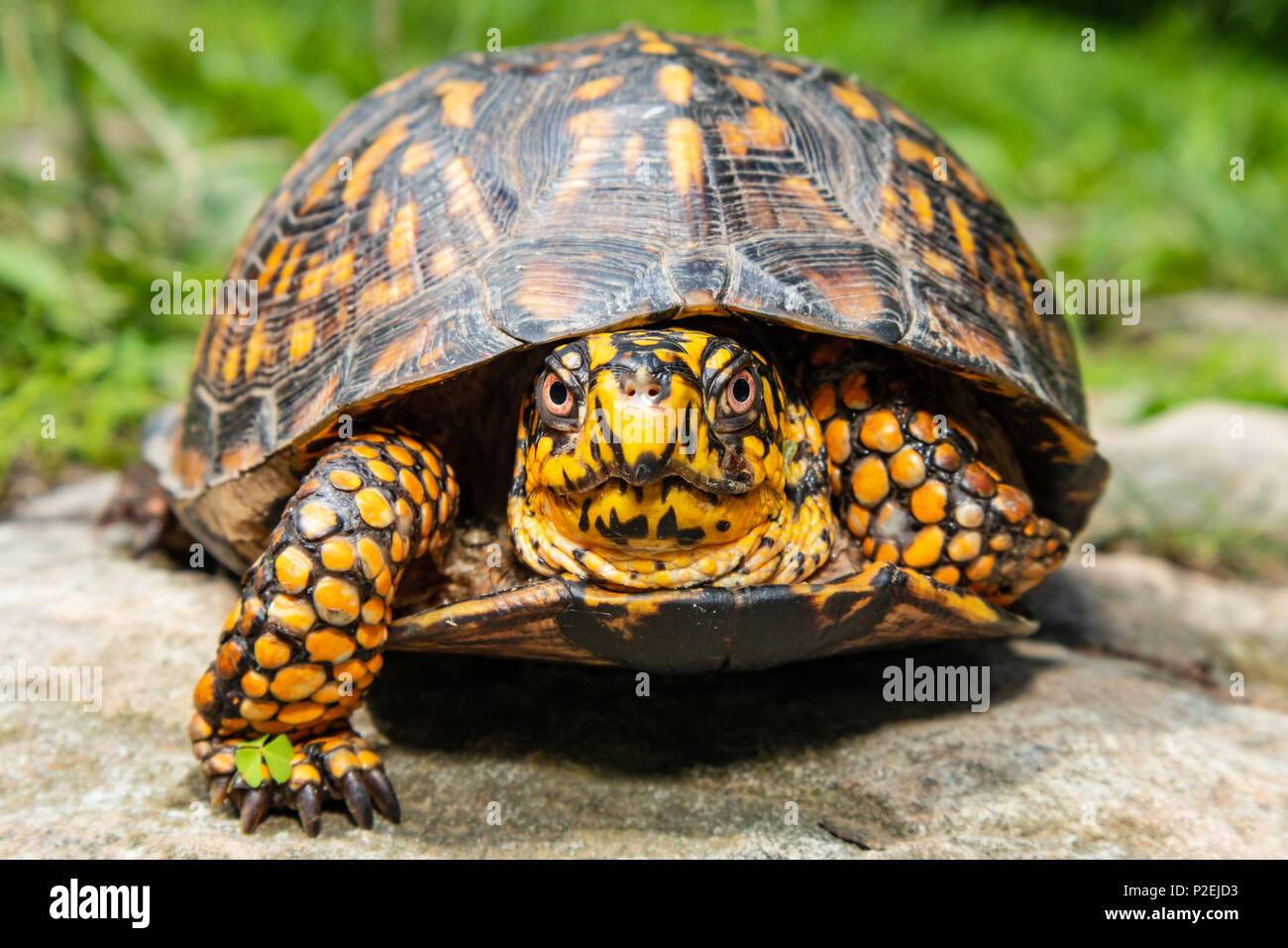 Head on portrait of a male eastern box turtle - Terrapene carolina ...