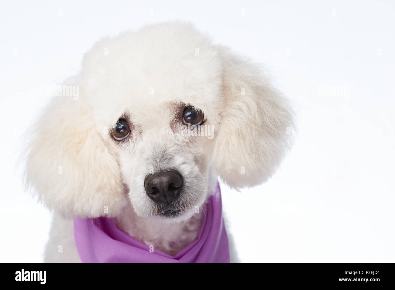 Cute White Poodle