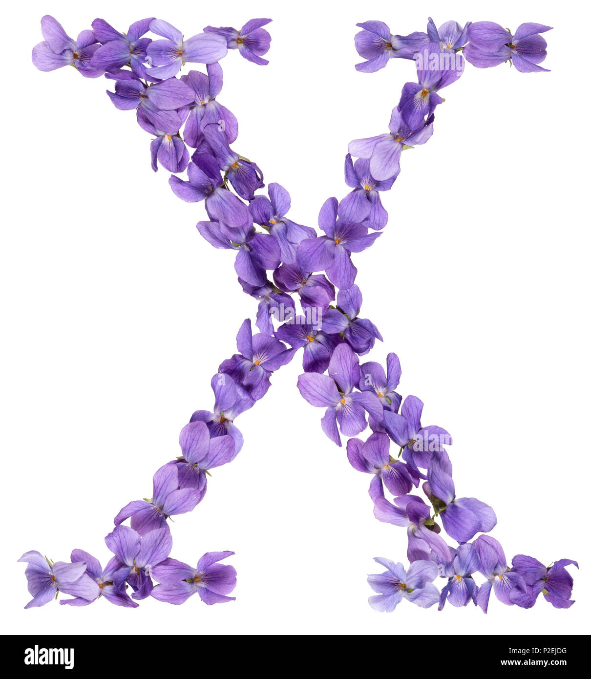 Letter X from alphabet, from flowers of violet, isolated on white ...
