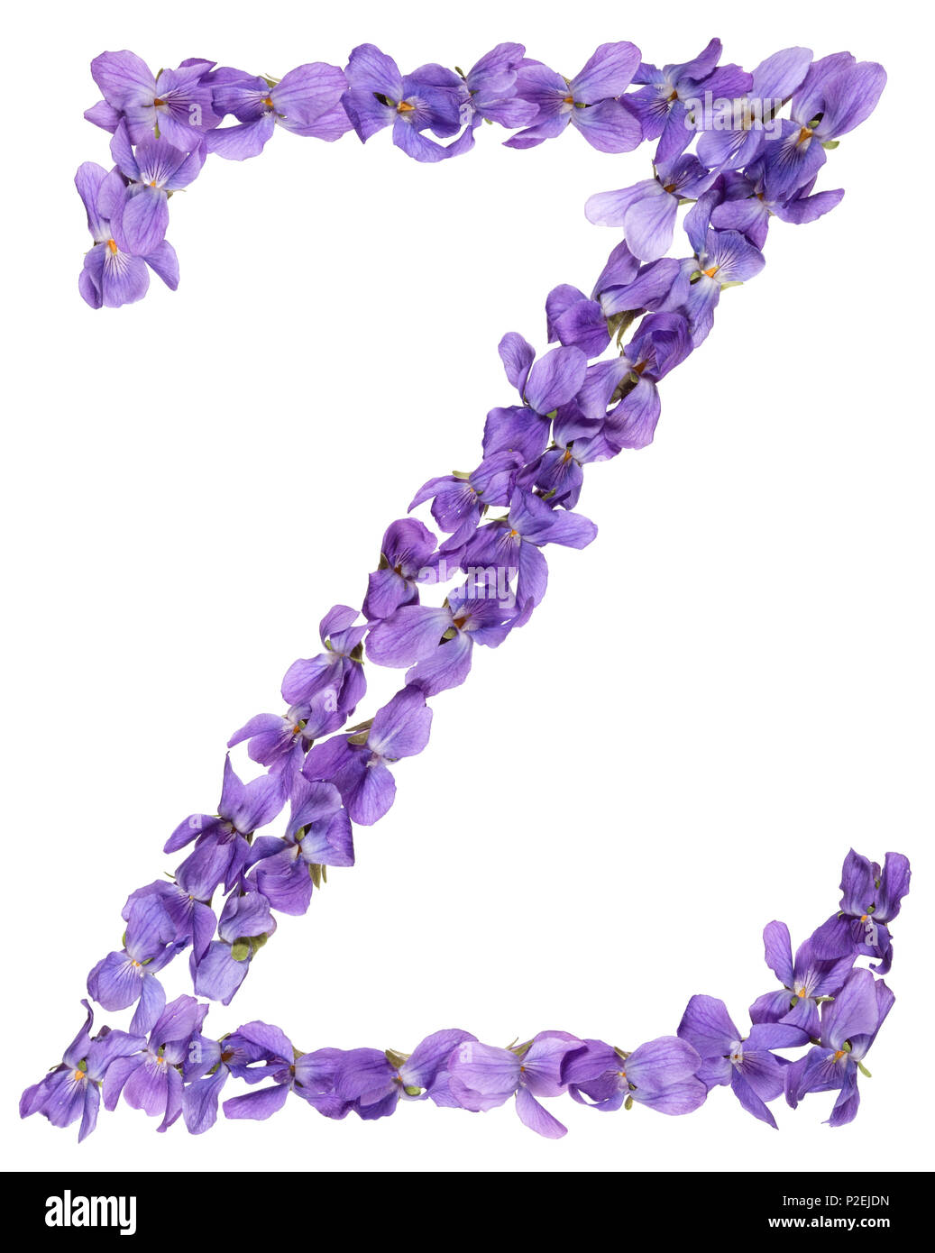 Letter Z from alphabet, from flowers of violet, isolated on white ...