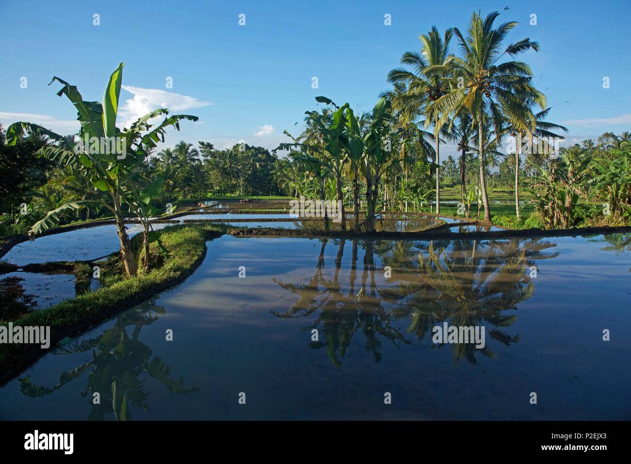 Indonesia, Java, Ijen, Banana reflected in terraced paddy fields Stock ...