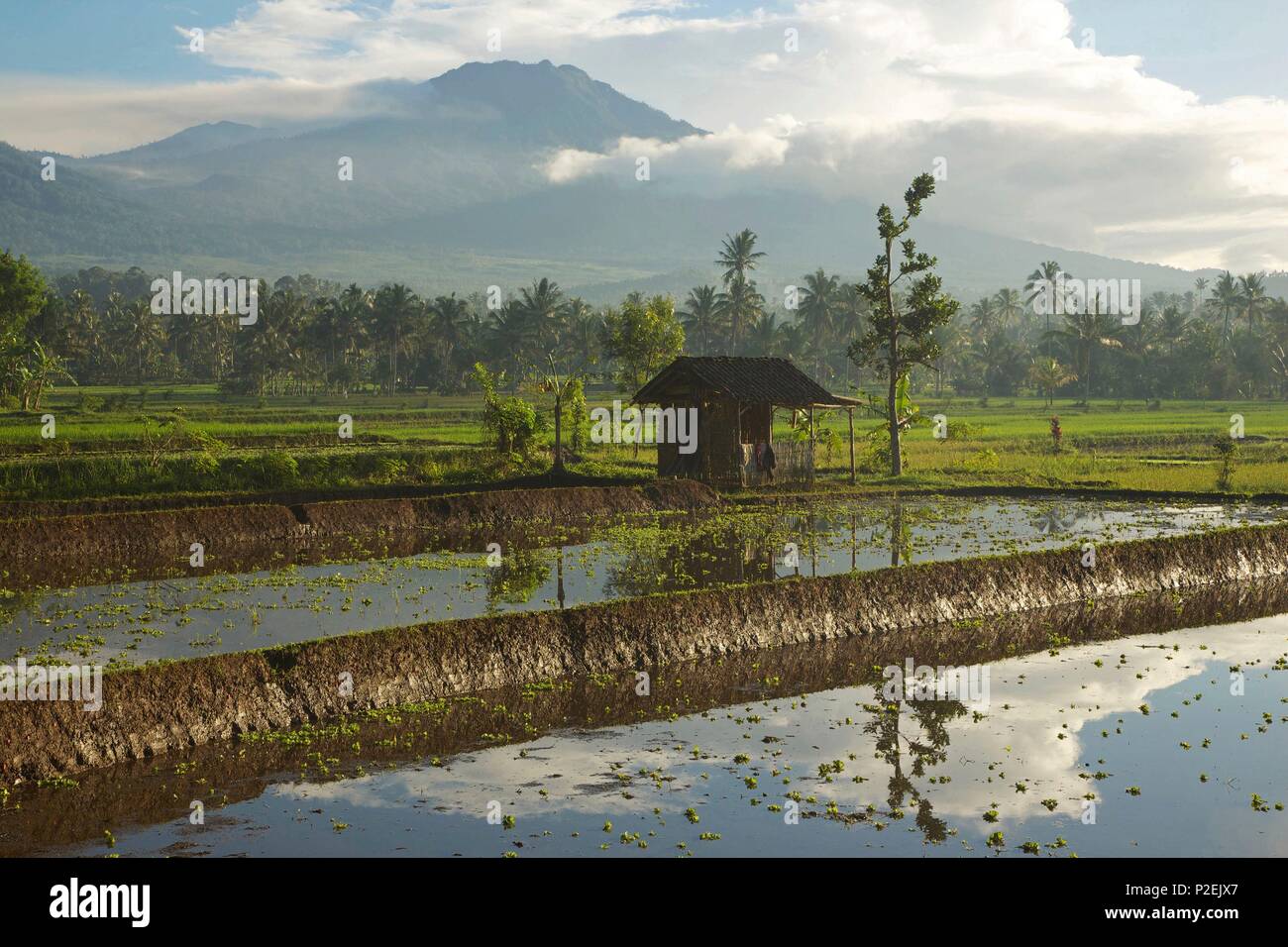 Indonesia, Java, Ijen, Terraced paddy fields with a ancient volcano in ...