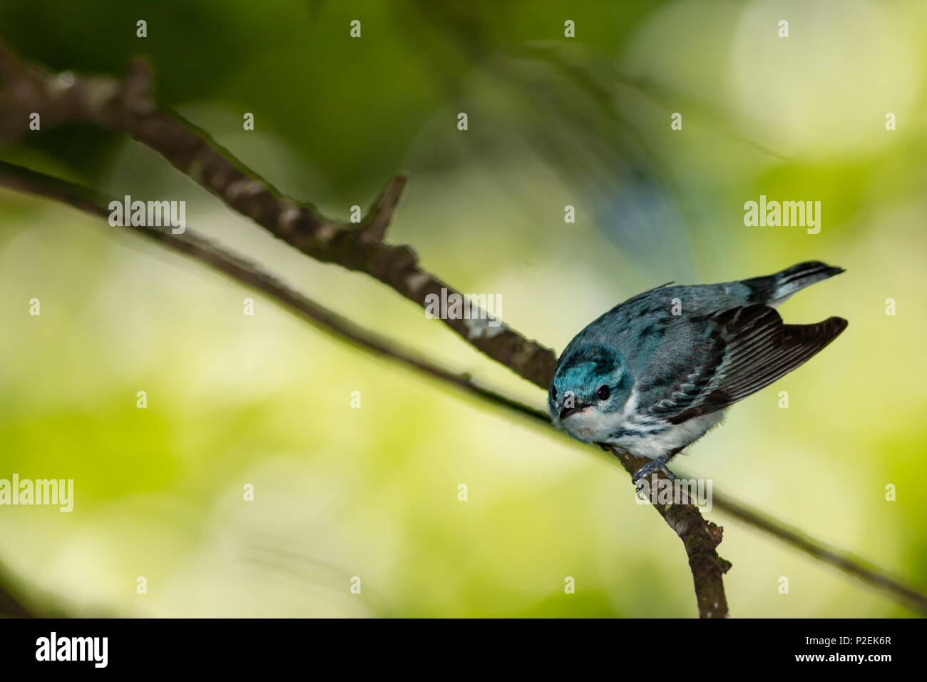 Setophaga cerulea hi-res stock photography and images - Alamy