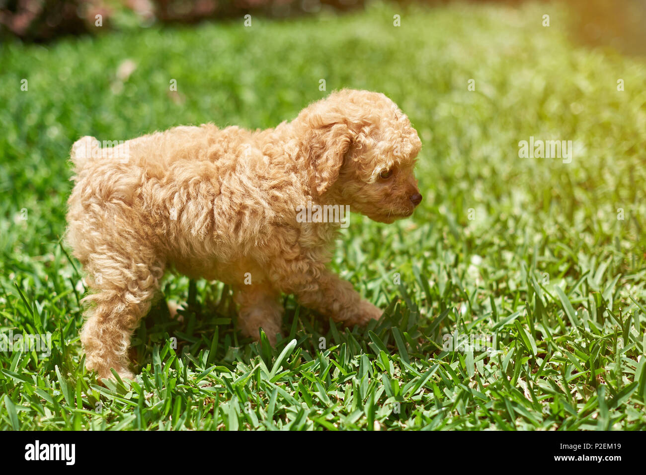 Light brown puppy hi-res stock photography and images - Alamy