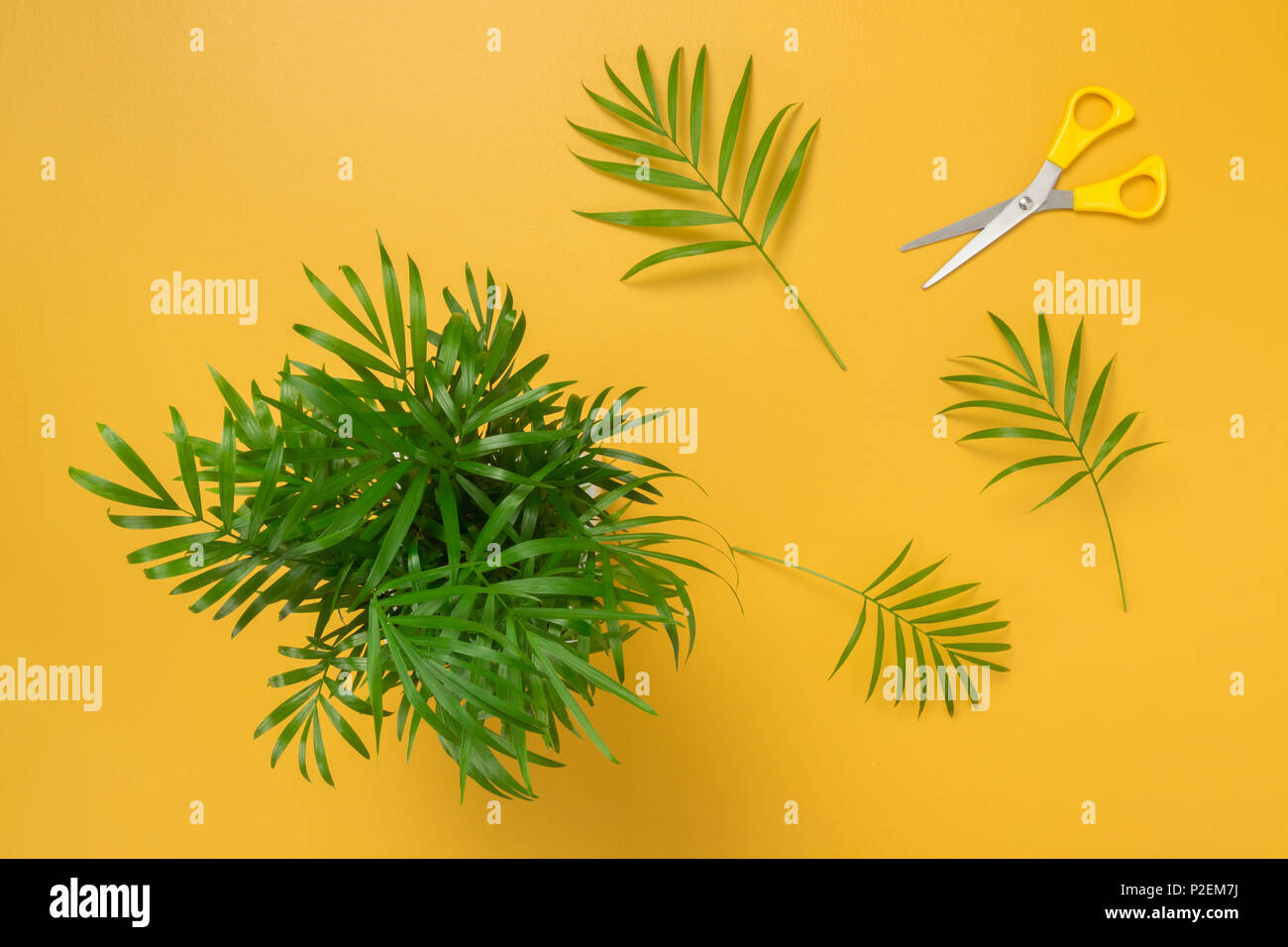 Little palm tree on bright yellow background, with some leaves cut with ...
