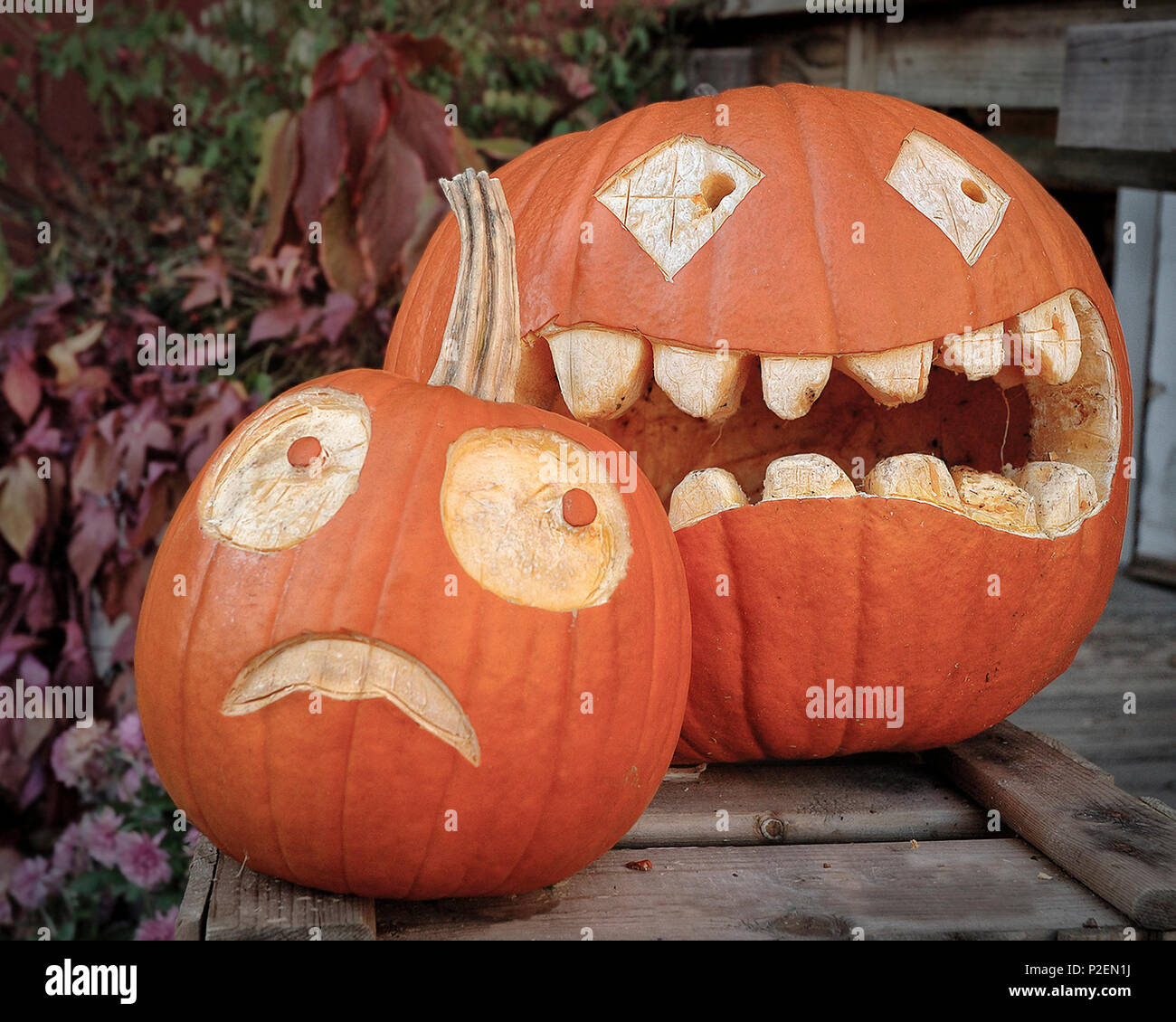 Freshly carved pumpkin hi-res stock photography and images - Alamy