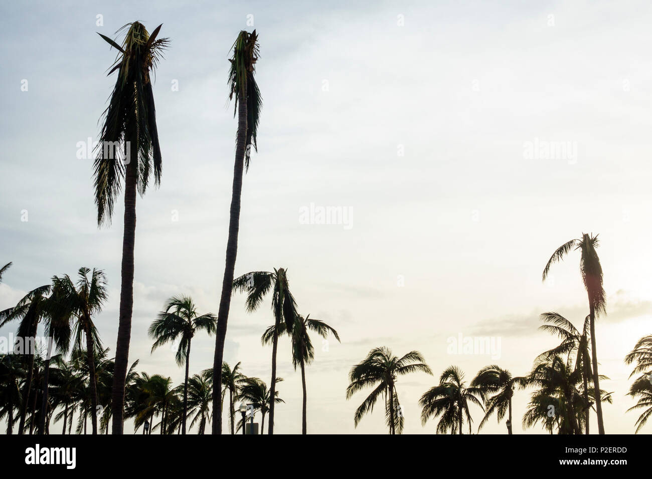 Miami Beach Florida,Lummus Park,Hurricane Irma,damage,palm tree fronds ...