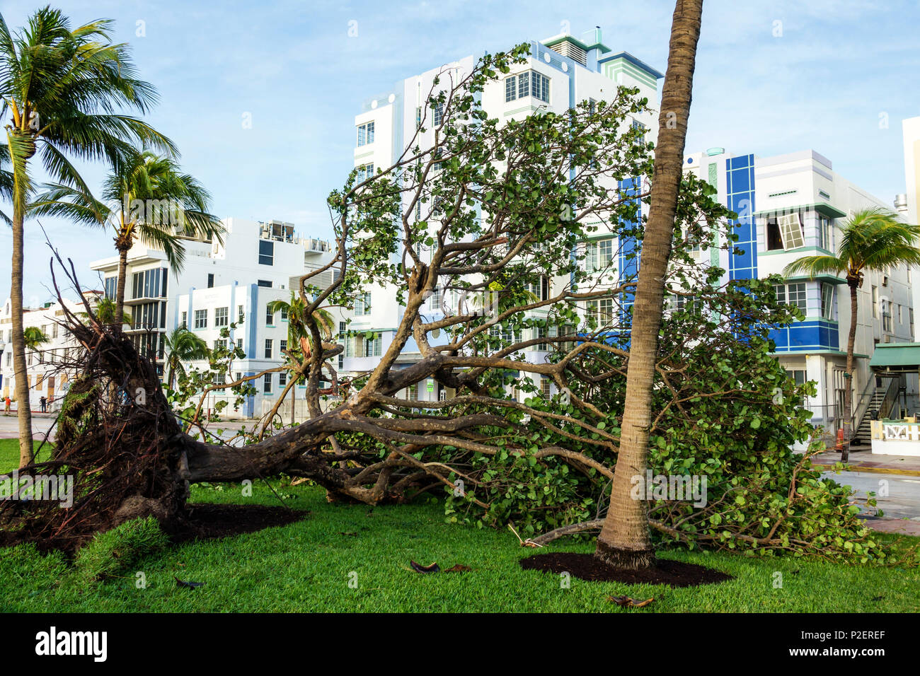 Tree Root System High Resolution Stock Photography and Images - Alamy