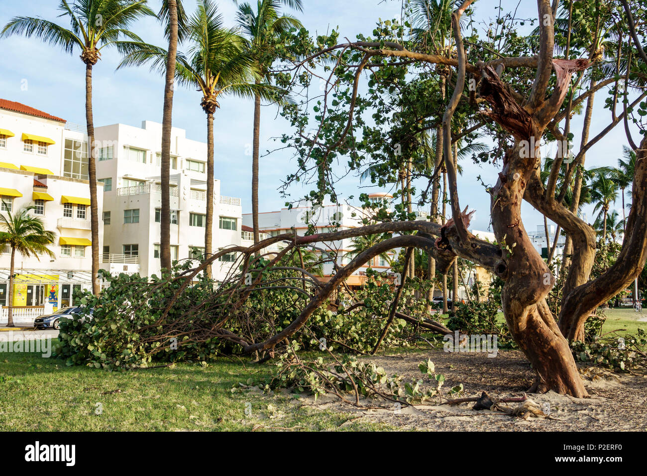 Sea grape tree hi-res stock photography and images - Alamy