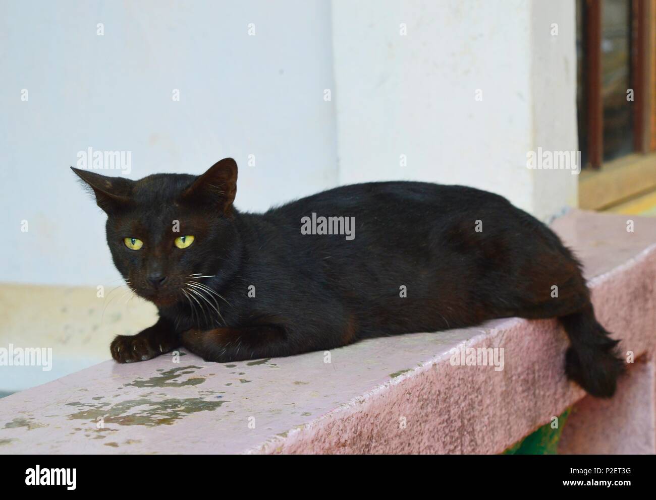 The Black Cat Stock Photo - Alamy