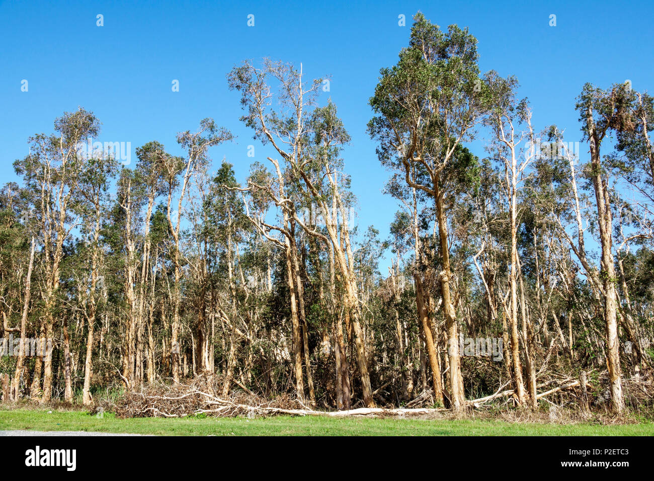 Melaleuca Invasive Species In Florida