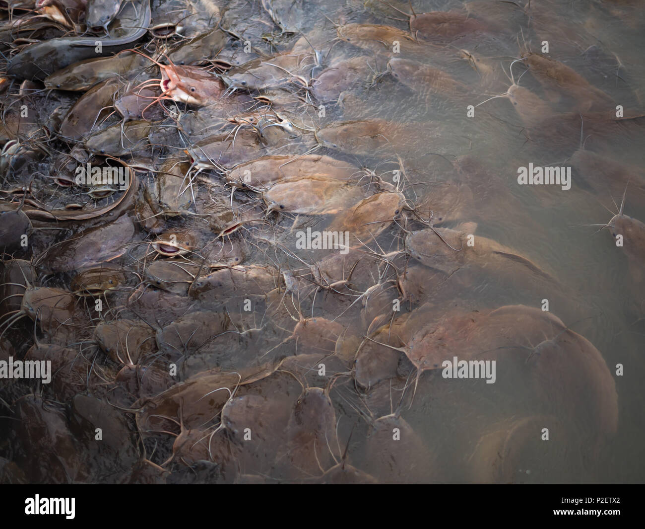 Group of Iridescent Shark, Striped Catfish, Sutchi Catfish ...