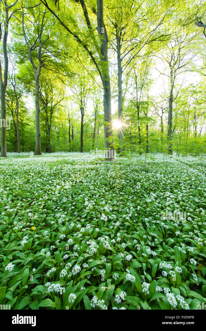 Spring forest trail hi-res stock photography and images - Alamy