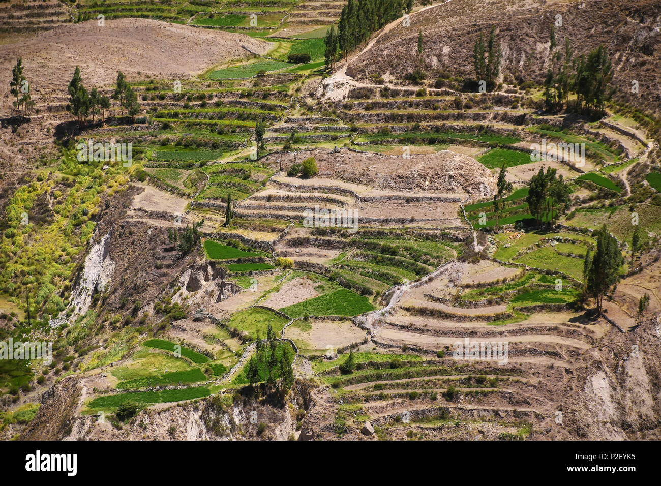 Stepped terraces in Colca Canyon in Peru. It is one of the deepest ...