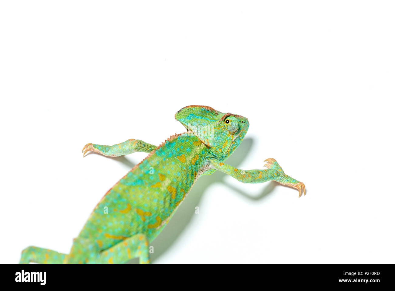 beautiful colorful tropical chameleon crawling isolated on white Stock ...