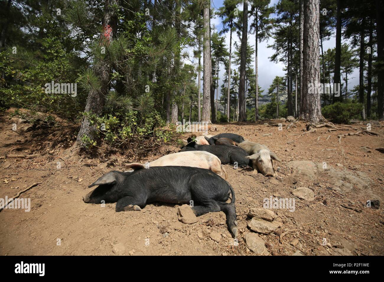 France, Corse du Sud, Alta Rocca, Quenza, Bavella pass, Corsican pig or ...
