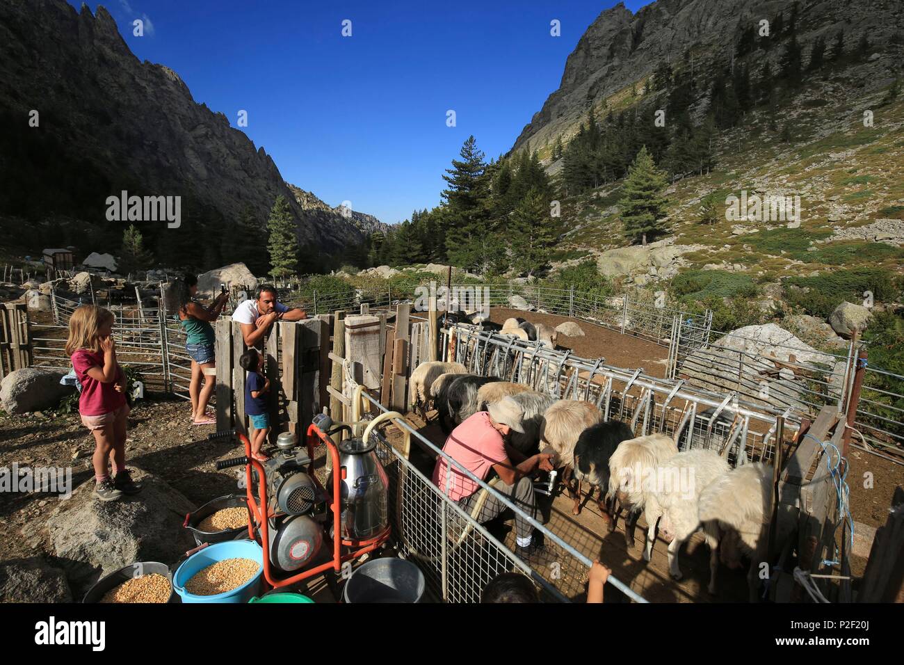 France, Haute Corse, Corte, Milking goats to Grotelle sheepfolds in the ...