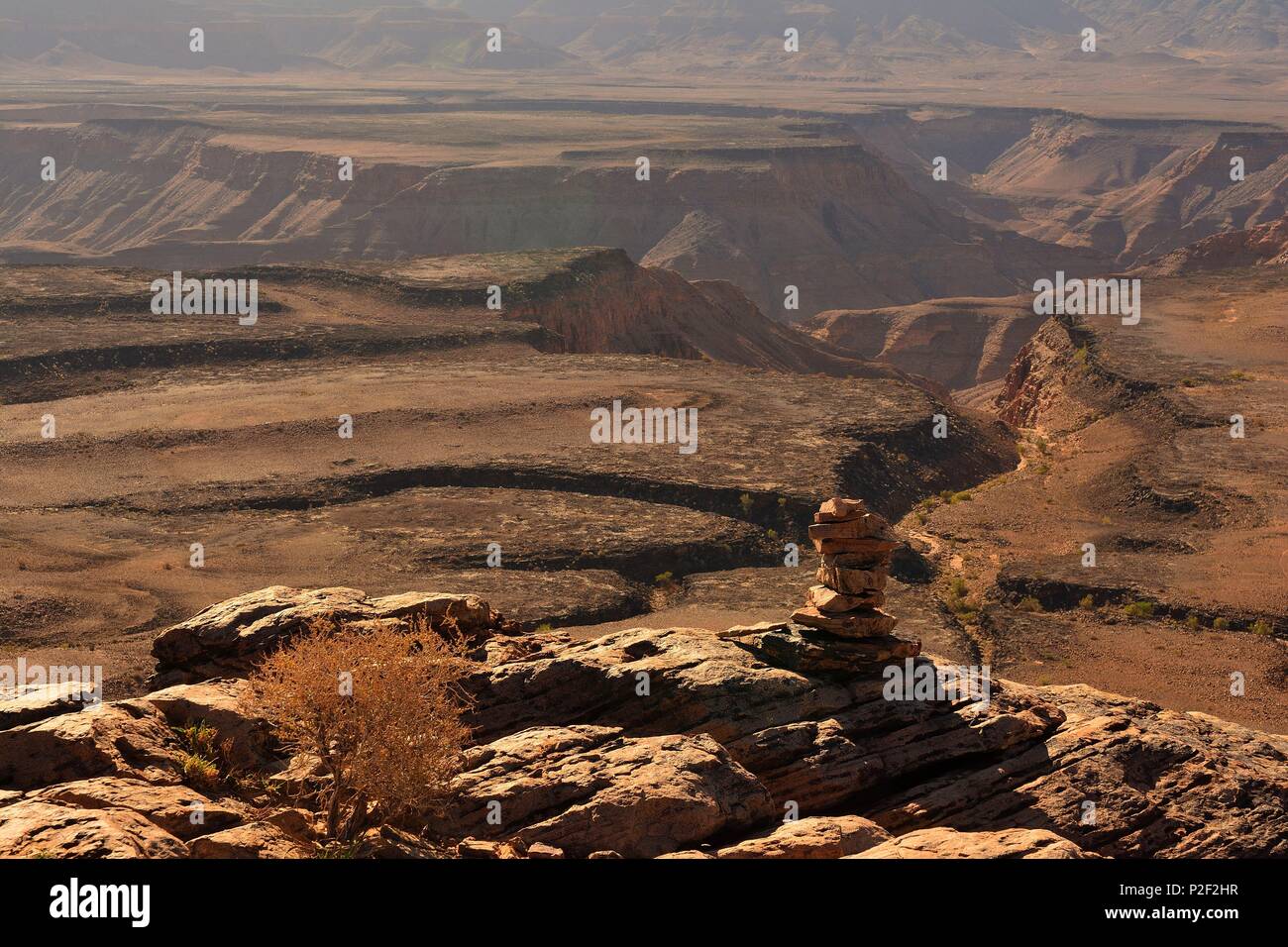 Namibia, Fish River Canyon National Park, boscia foetida (stink ...