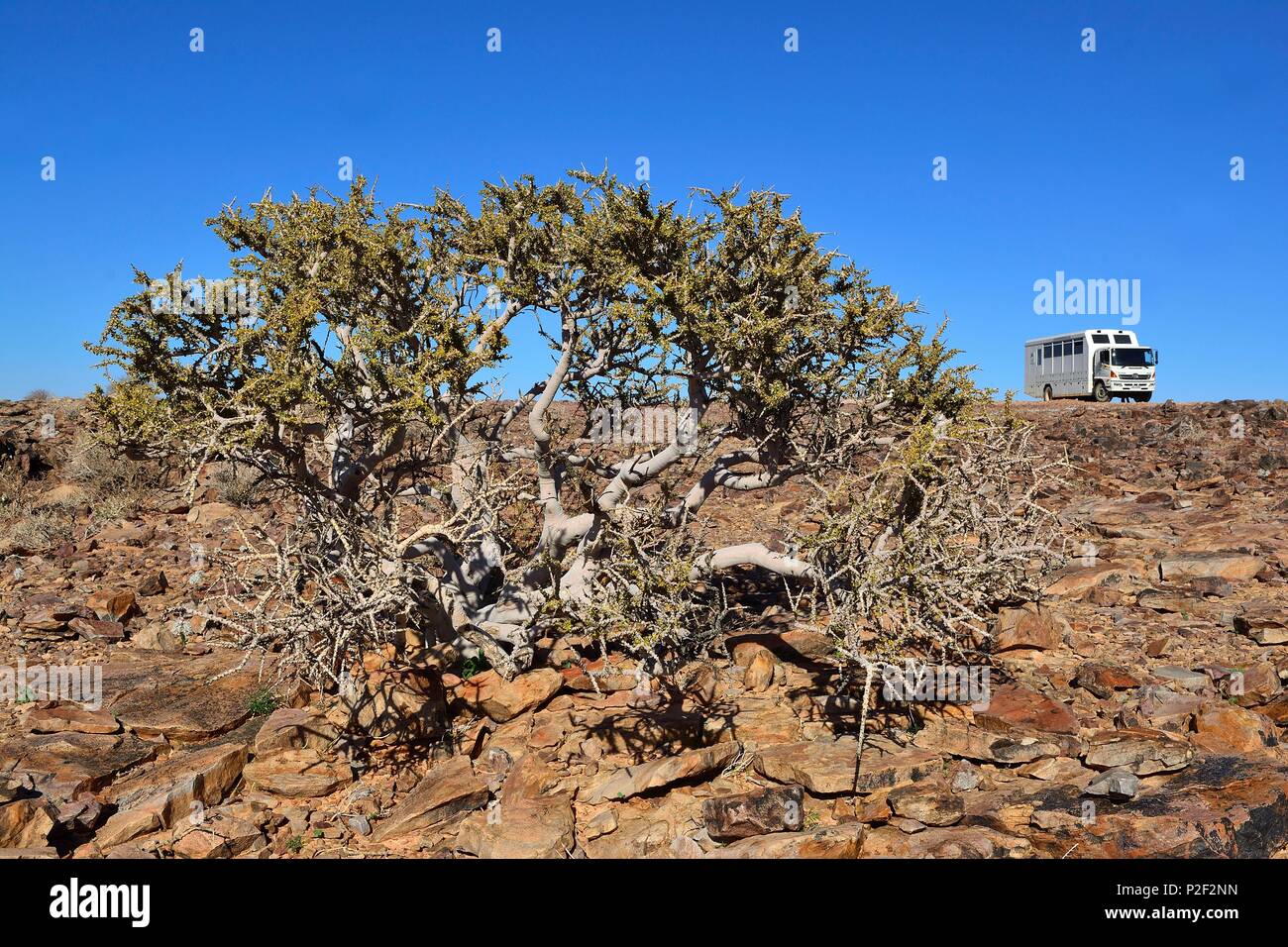 Namibia, Fish River Canyon National Park, boscia foetida (stink ...