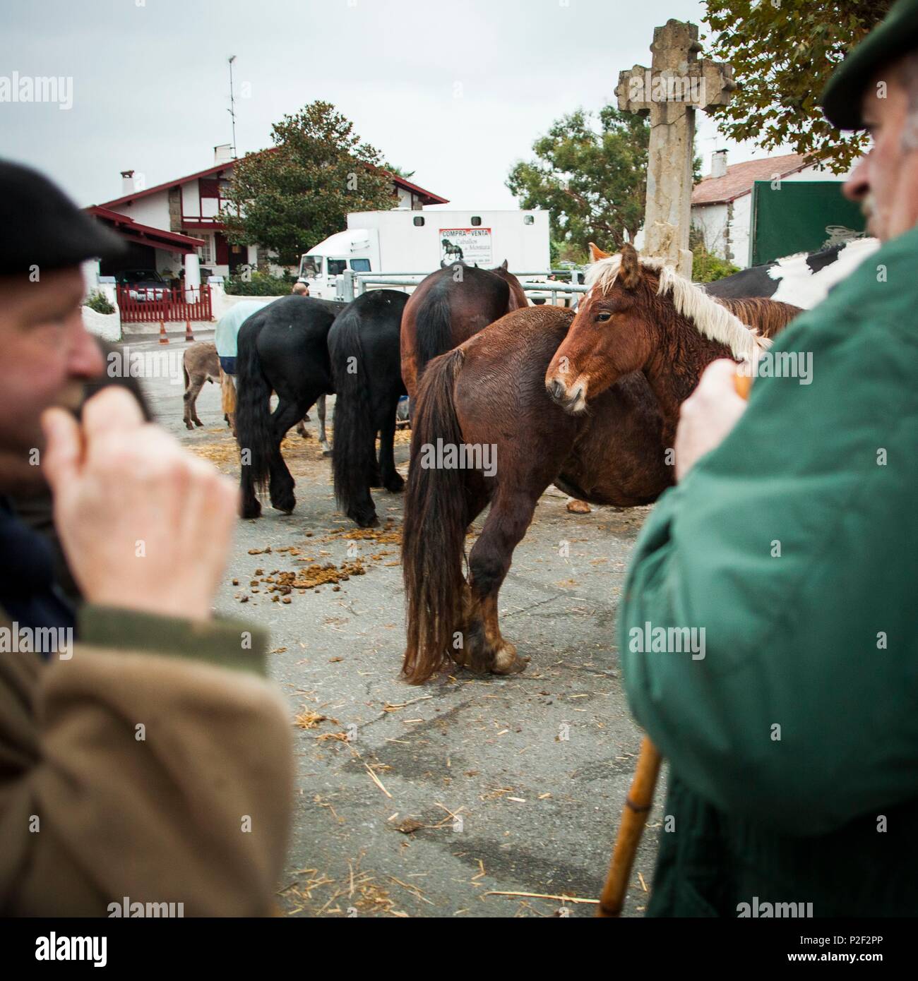 Five pony race hi-res stock photography and images - Alamy