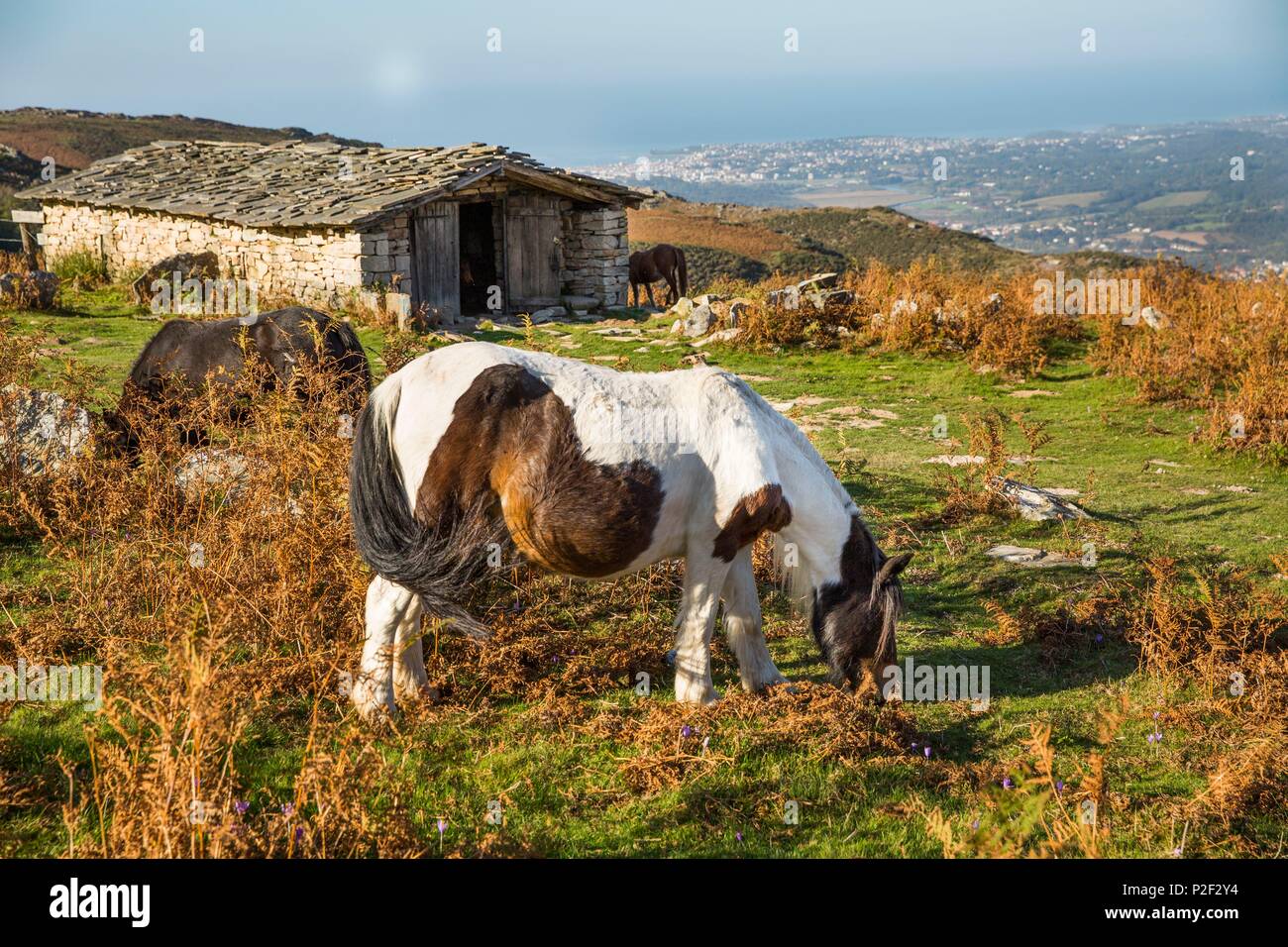 France, Pyrenees Atlantiques, Basque country, Ascain, Pottocks, pony ...
