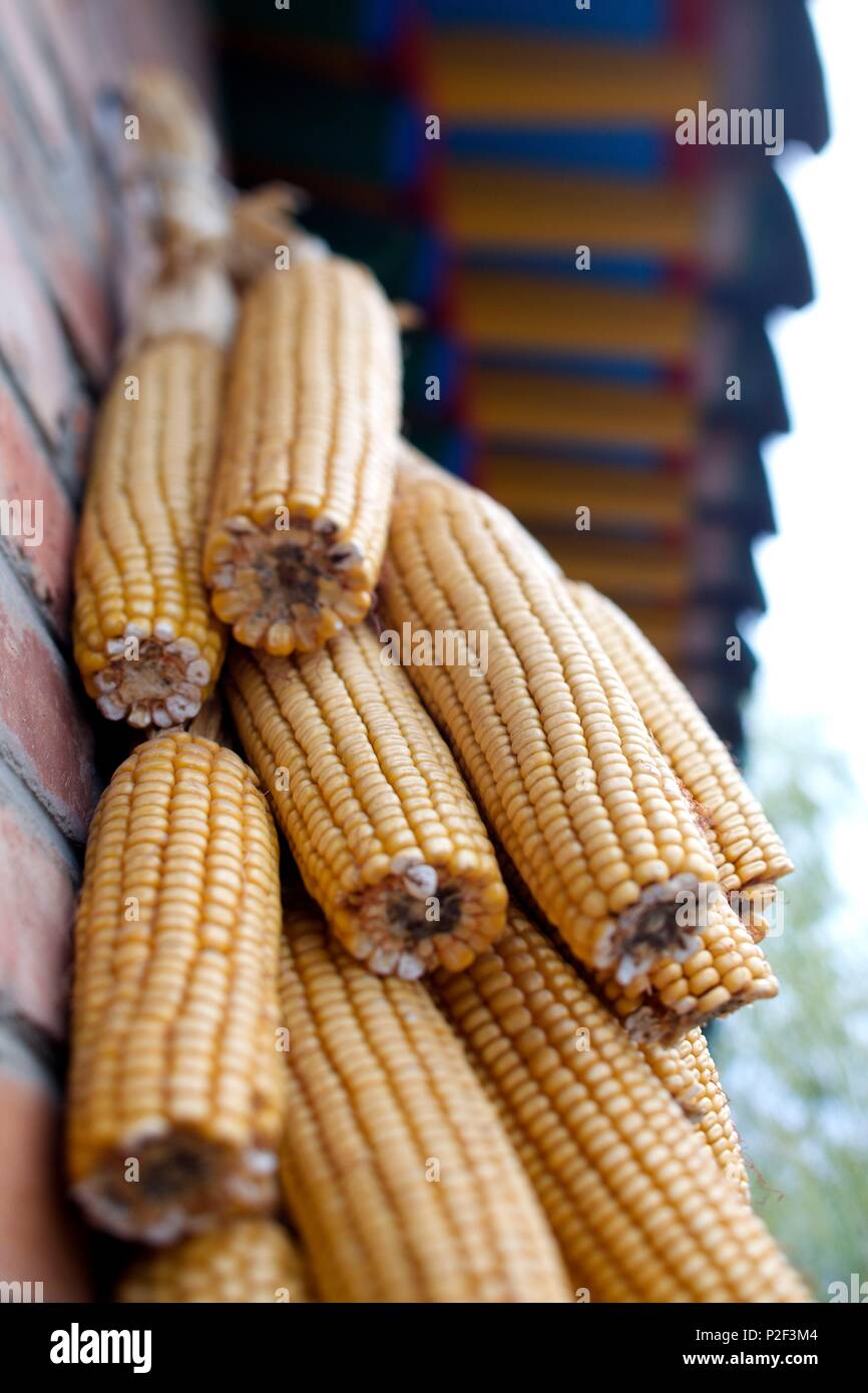 China, Beijing, drying corn in the village of Beigou Stock Photo - Alamy