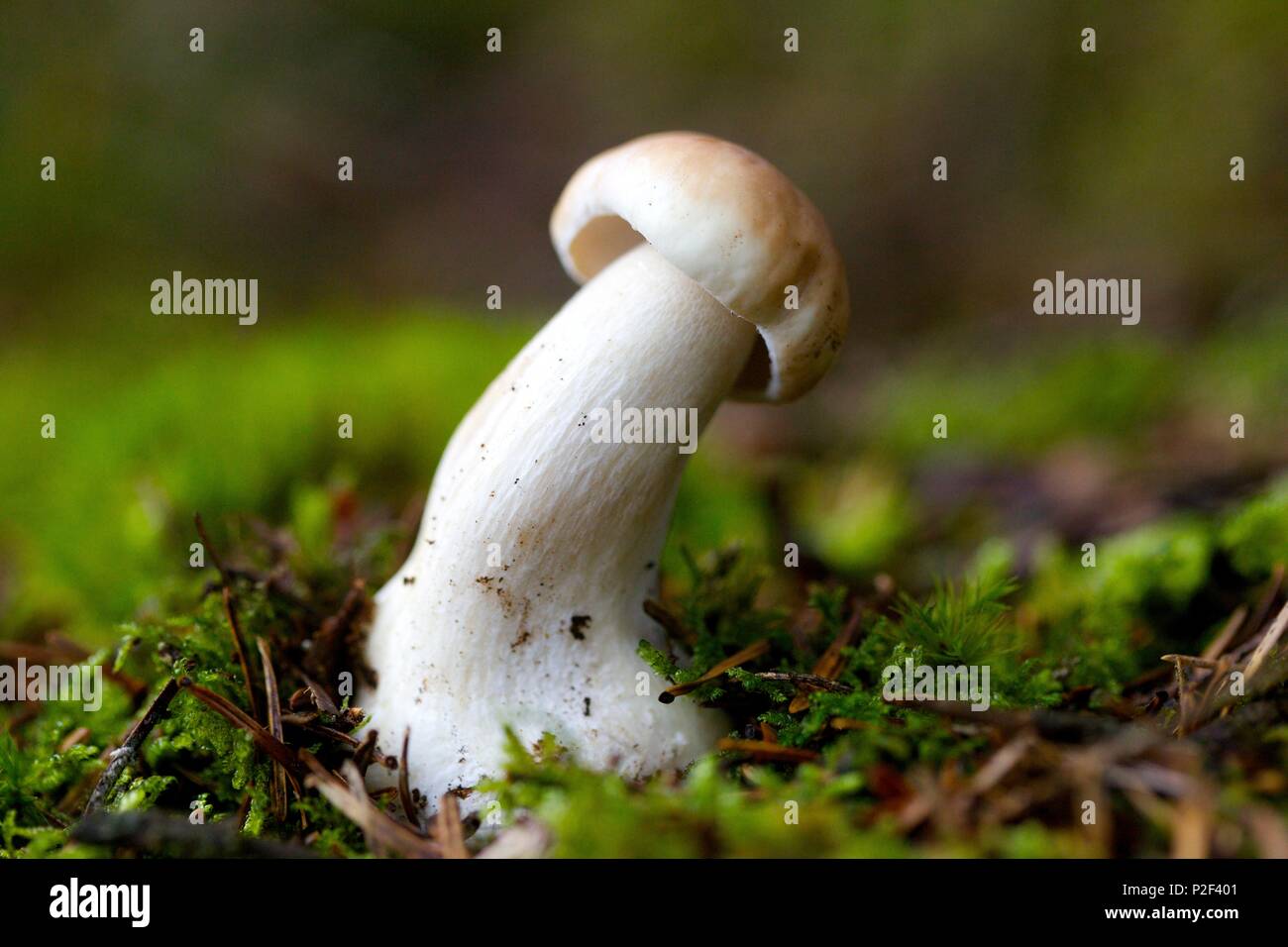 No edible mushroom hi-res stock photography and images - Alamy
