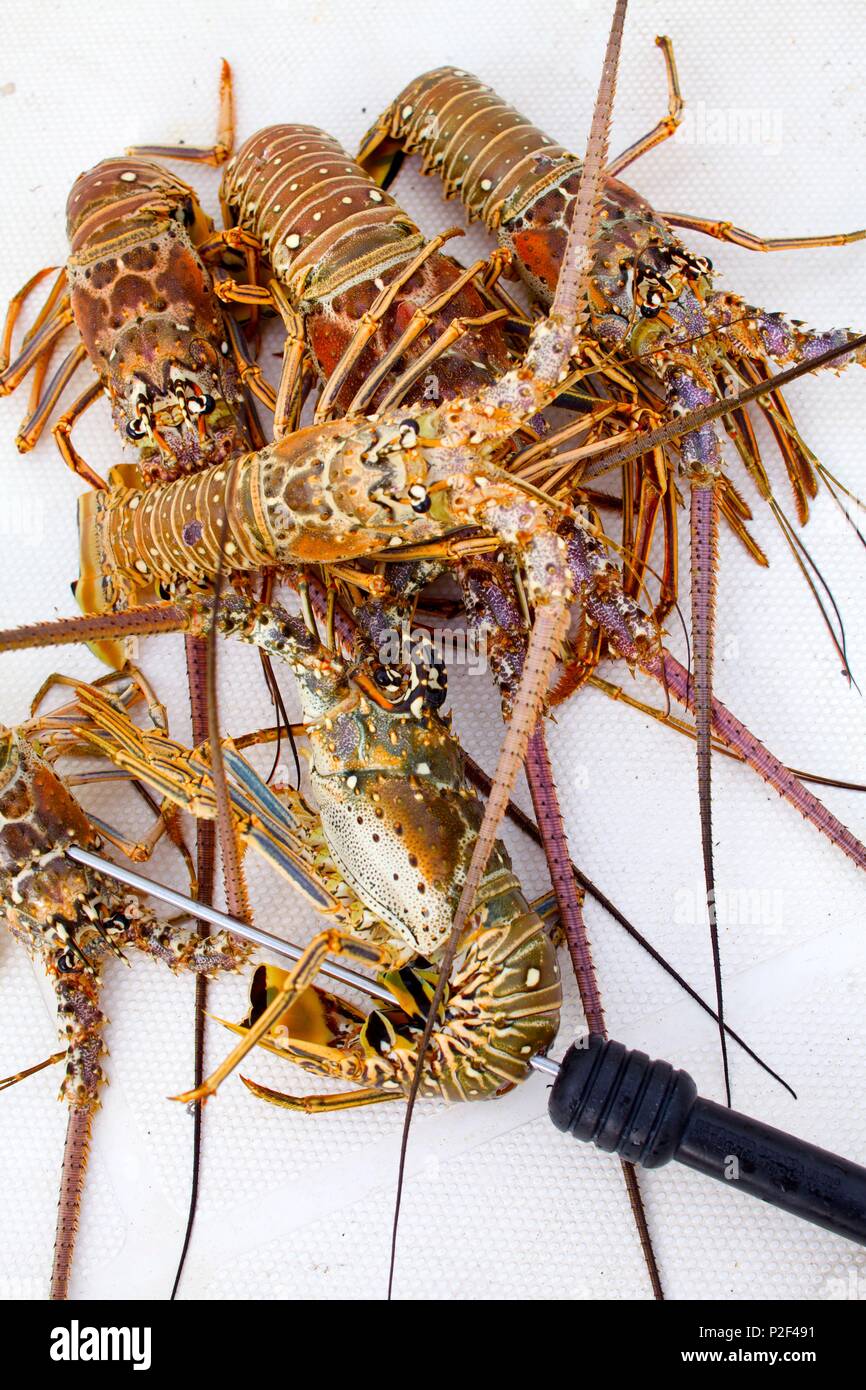 Bahamas, Mangrove Cay island, lobster fishing Stock Photo - Alamy