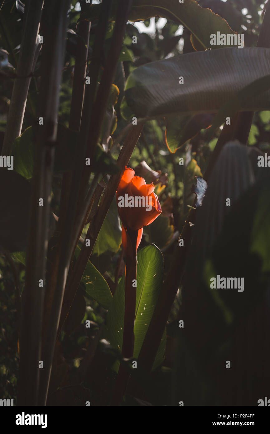 Tropical red rose-like flower coming into bloom through the lush green ...