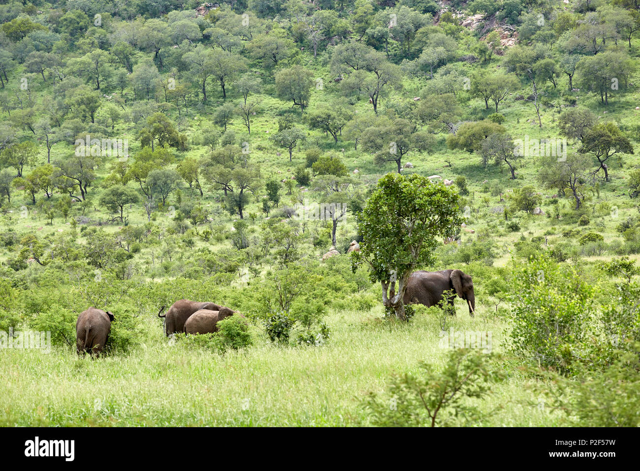 Elephants mating hi-res stock photography and images - Alamy