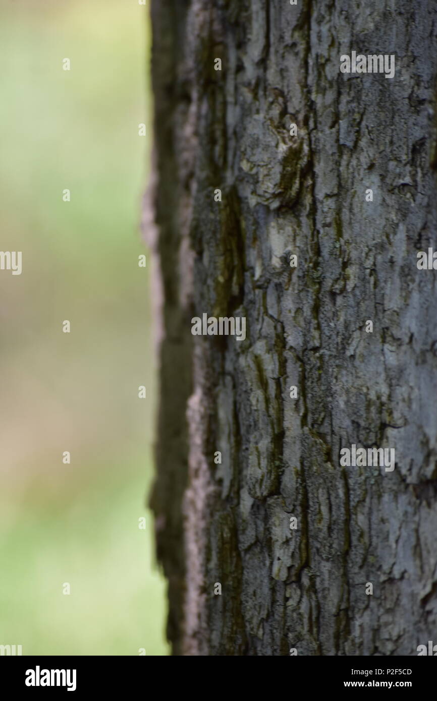 Timber close up hi-res stock photography and images - Alamy