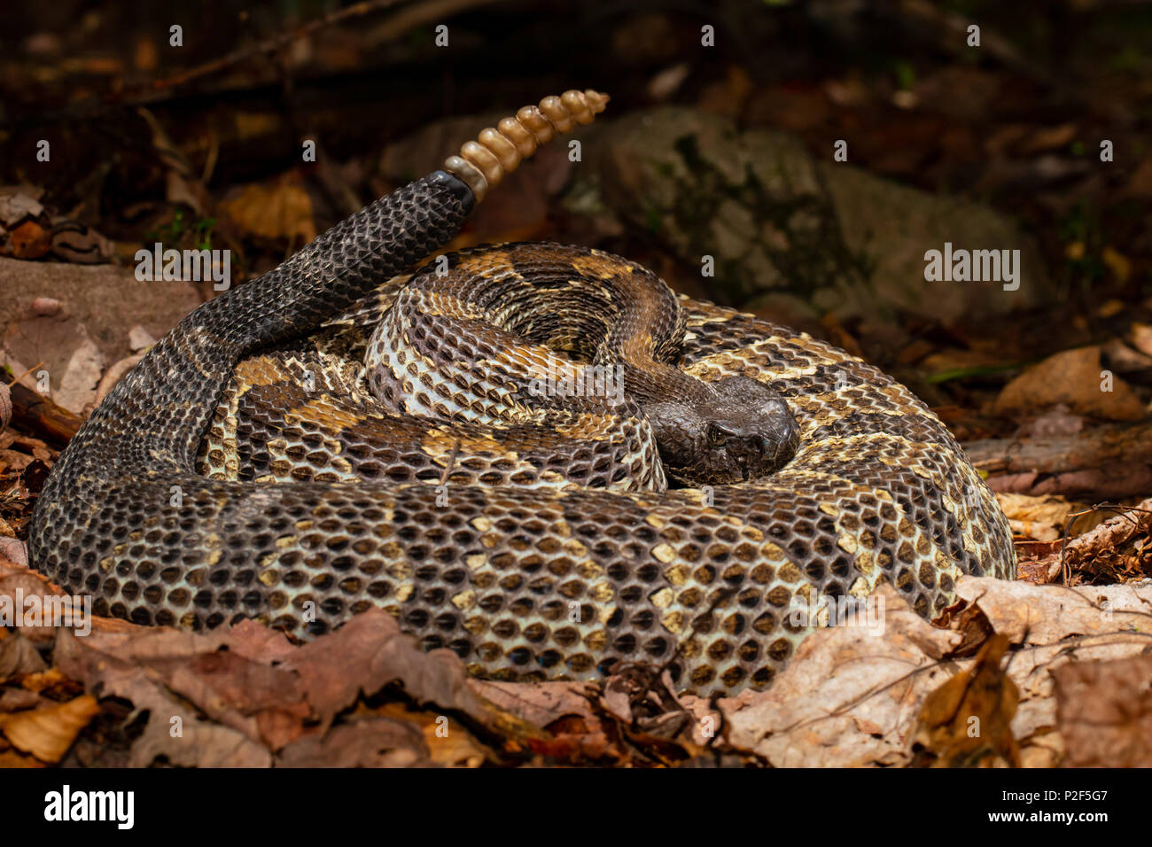 Coiled black phase timber rattlesnake - Crotalus horridus Stock Photo ...