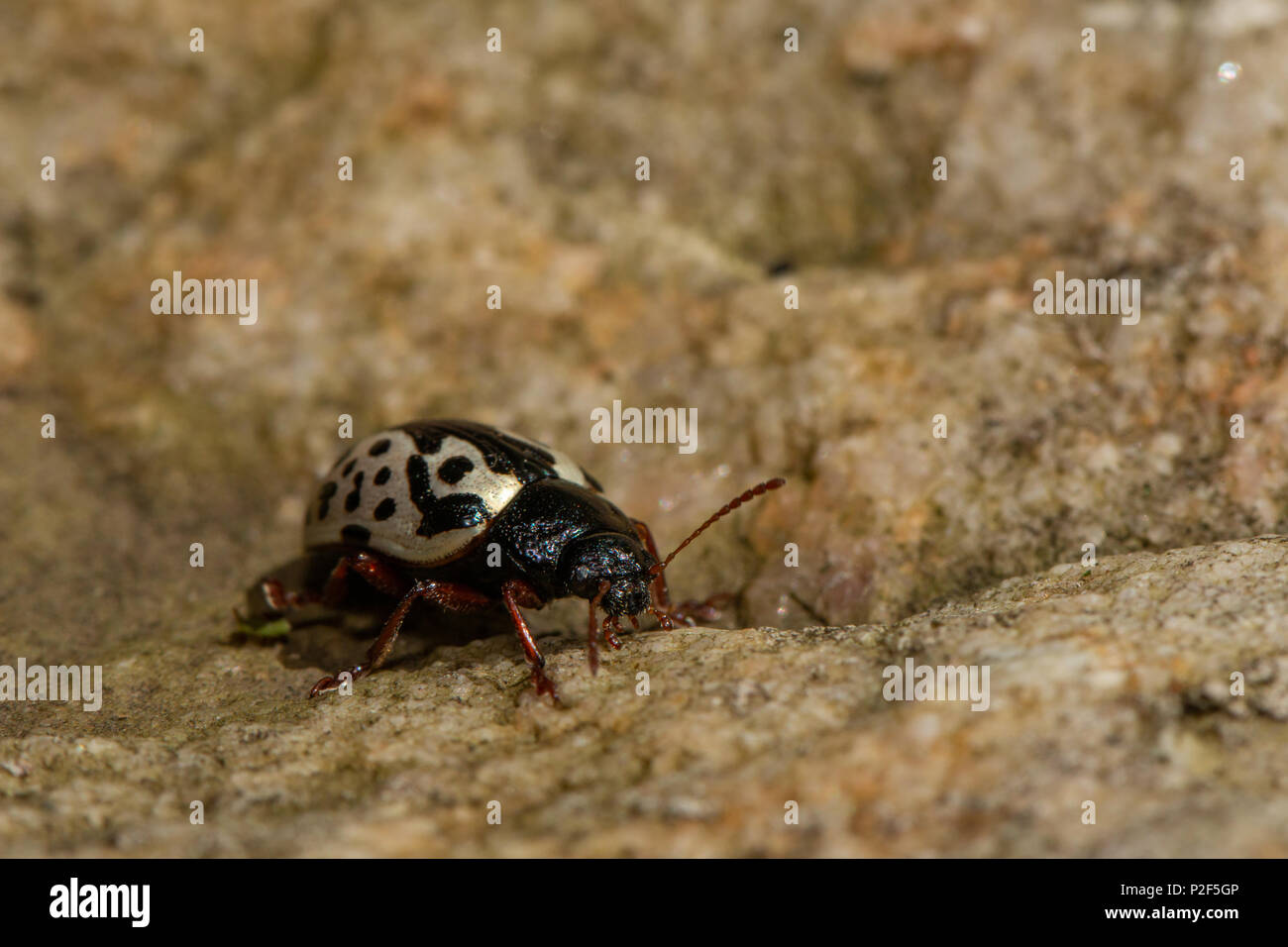 Elm calligrapha beetle - Calligrapha scalaris Stock Photo - Alamy