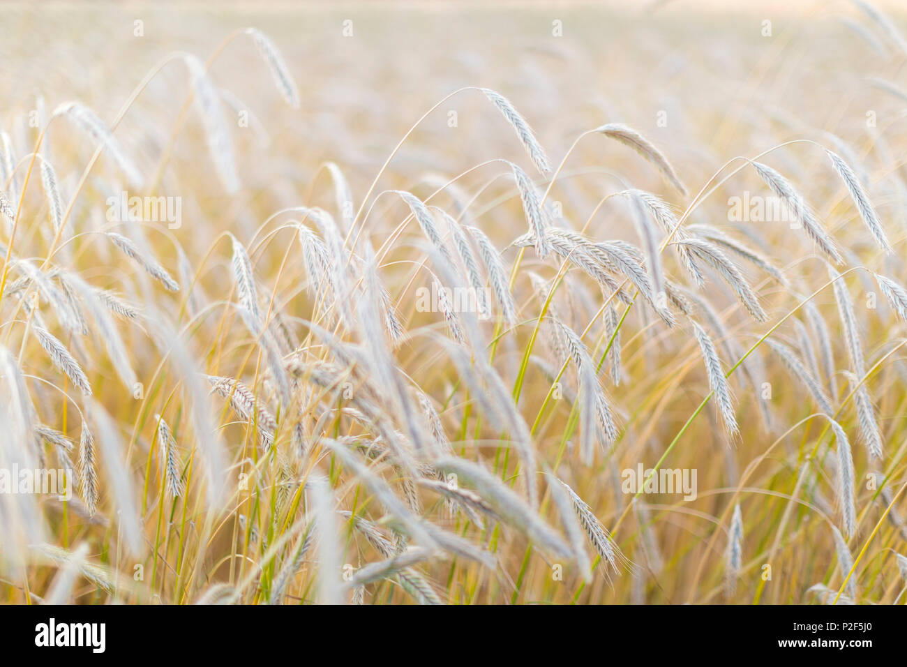 Ears of corn in a field, Wheat, rye, Baltic sea, Bornholm, Denmark ...