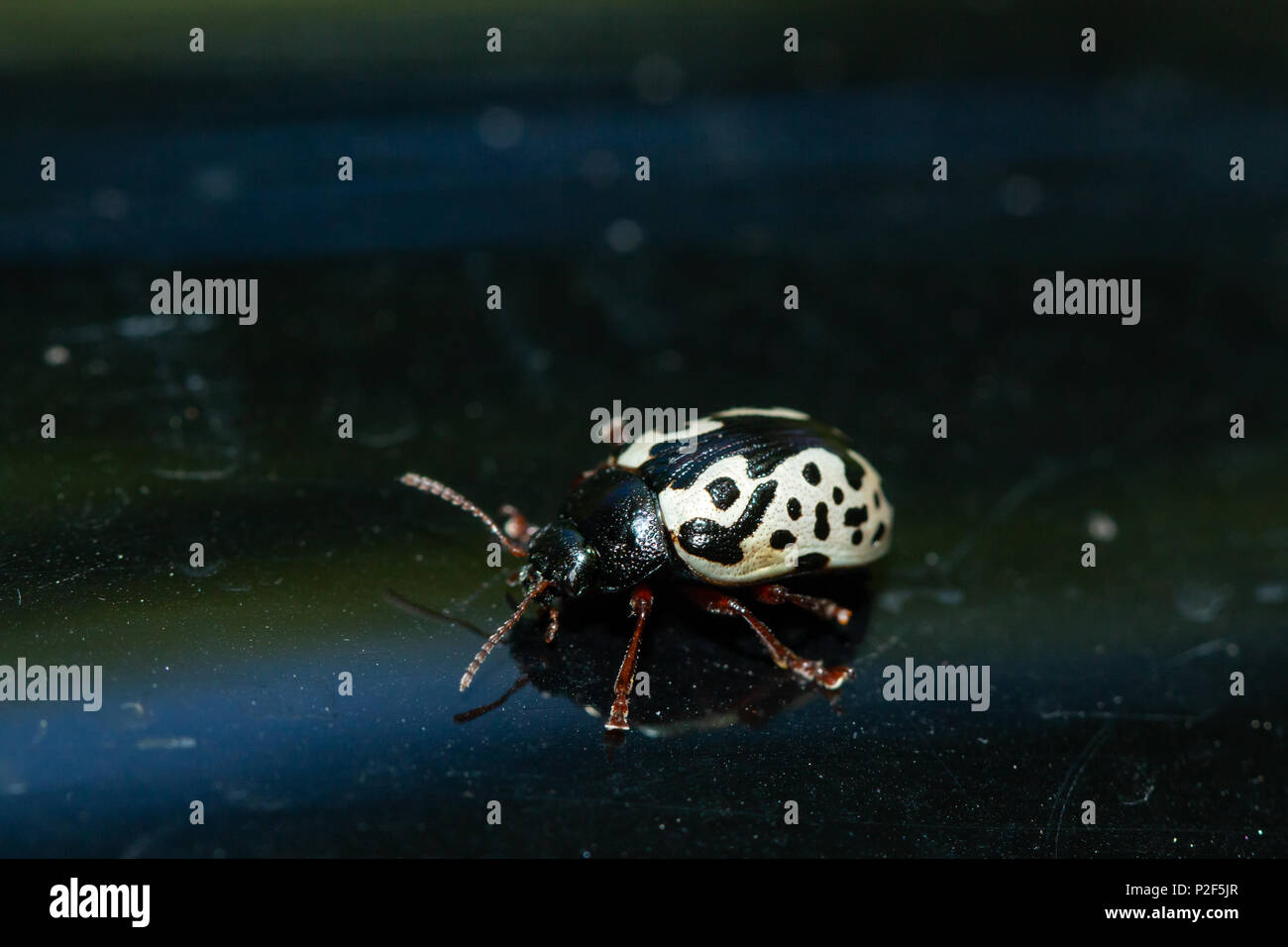 Elm calligrapha beetle - Calligrapha scalaris Stock Photo - Alamy