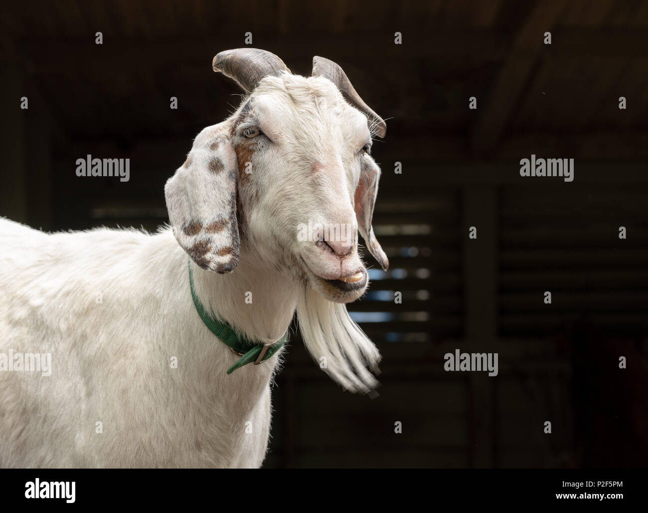 Head portrait of white goat with beard chewing the cud Stock Photo - Alamy