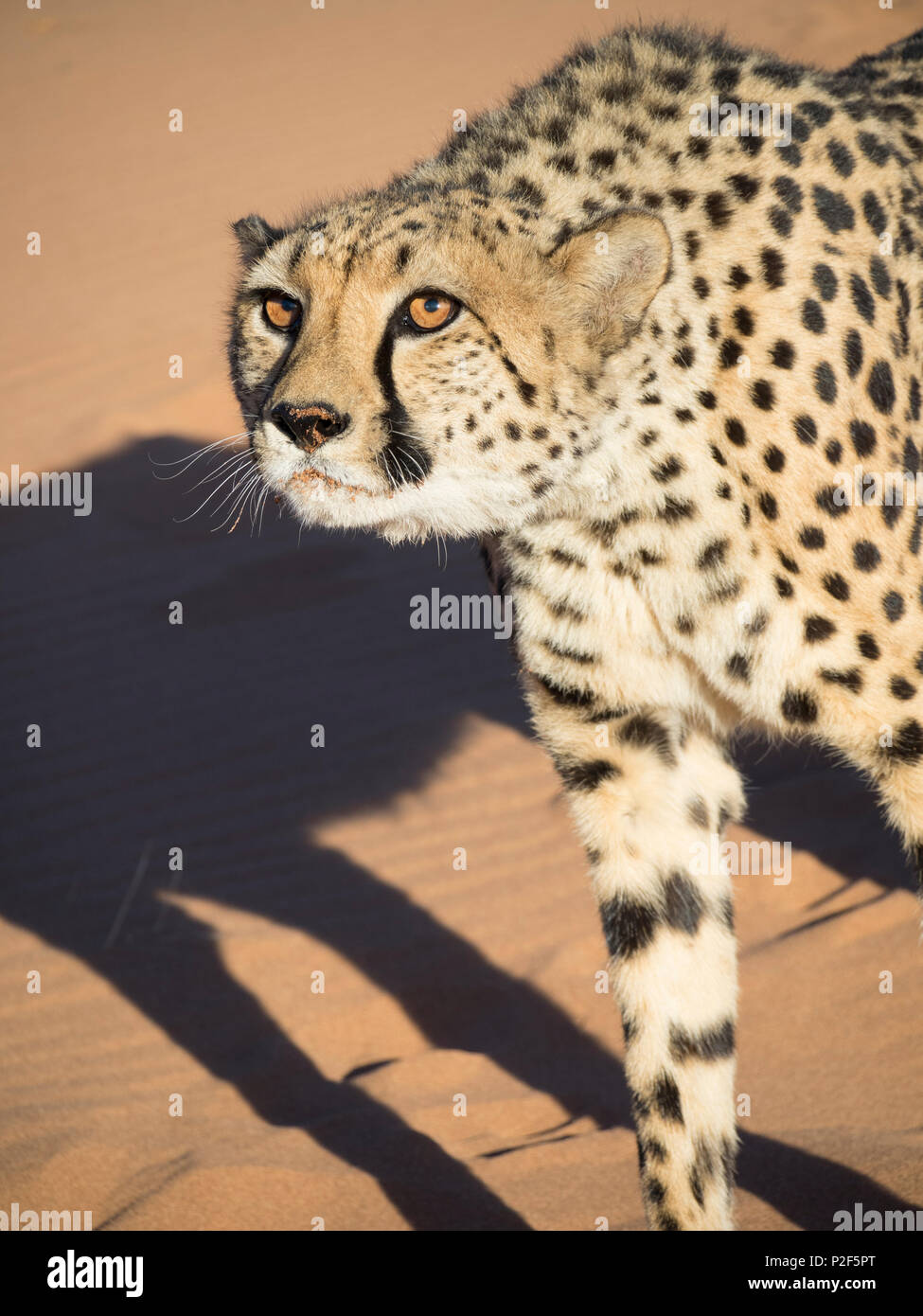 Cheetah with shadow in sand hi-res stock photography and images - Alamy